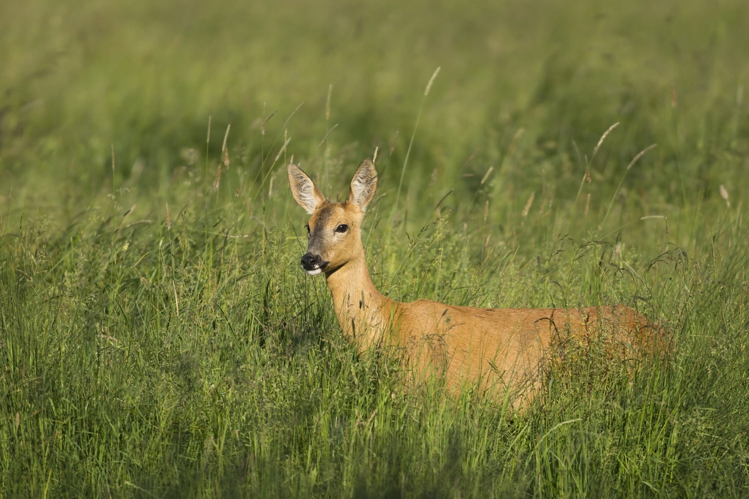 What wildlife can you see in Cornwall | Dolphin Holidays