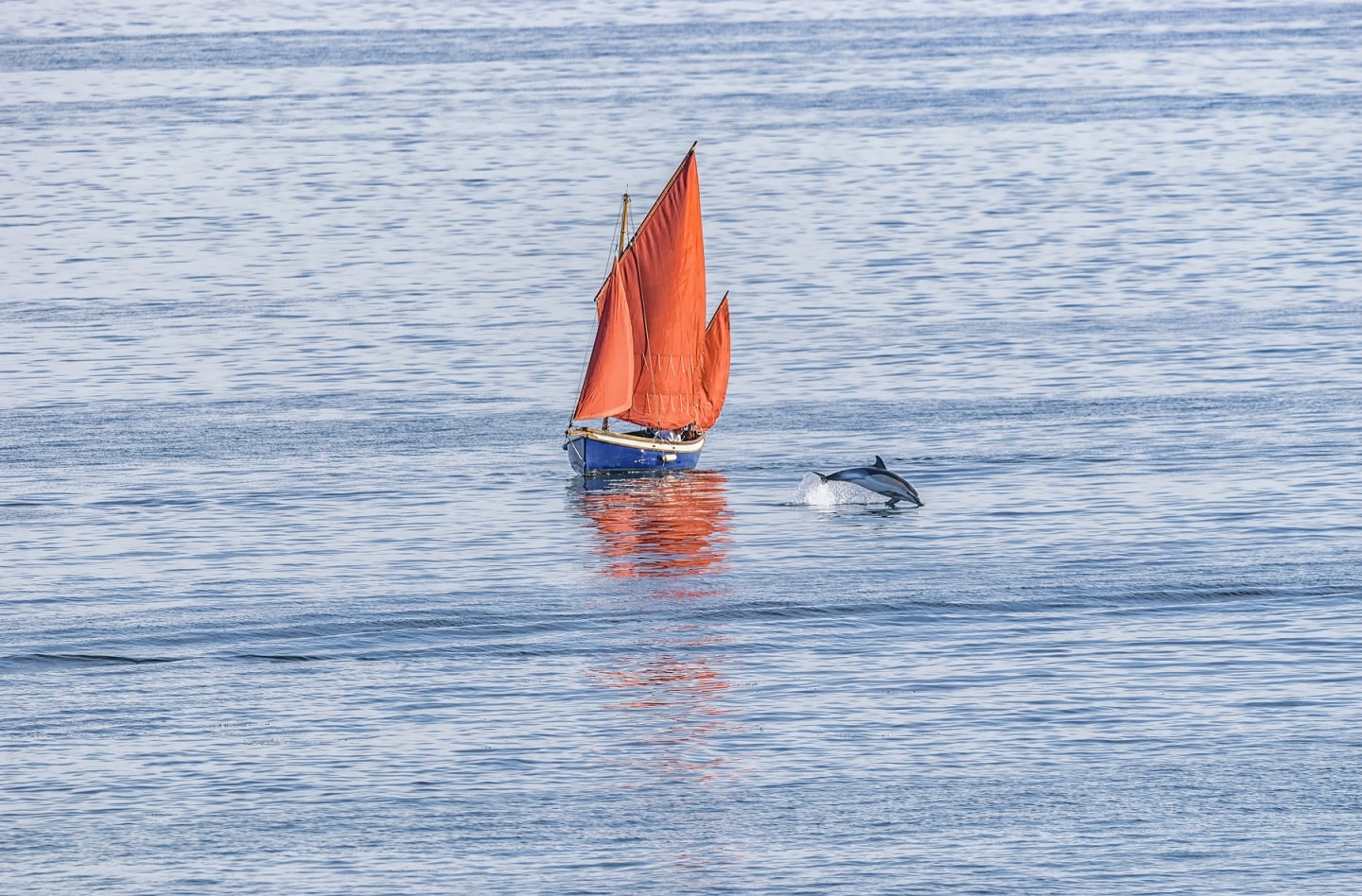 What wildlife can you see in Cornwall | Dolphin Holidays