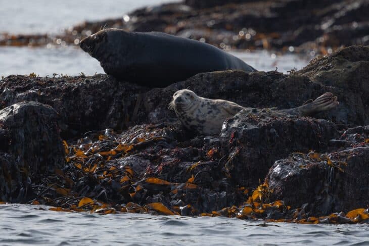 What wildlife can you see in Cornwall | Dolphin Holidays