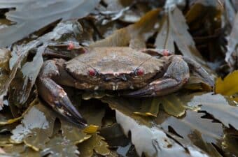 A guide to rockpooling in Cornwall | Dolphin Holidays