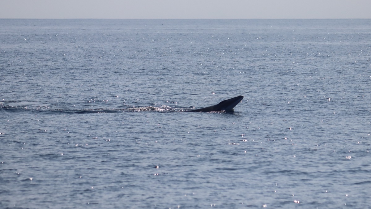 A guide to whales in Cornwall | Tencreek